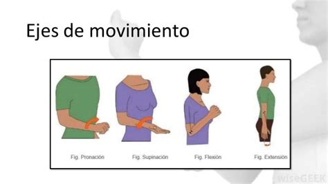 Codo