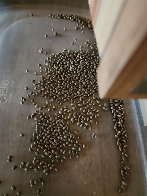 Made A Seed Cleanerseparator Rmicrogrowery