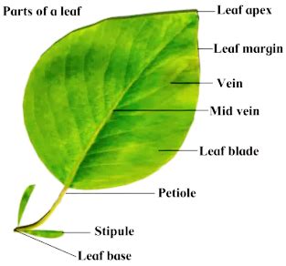 Leaf Diagram Labelled
