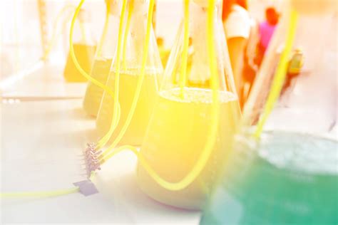 실험실 유리 그릇 조류 연구 실험실 방에 과학 그래픽 필터 이미지 프로세스 0명에 대한 스톡 사진 및 기타 이미지 0명 가솔린 과학 Istock