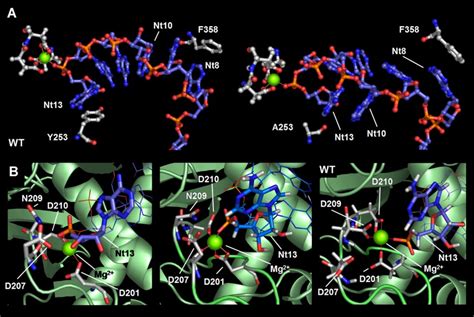 Modeling Active Center And Rna Binding In Wild Type And Mutant Rnase Ii
