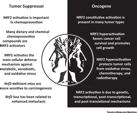 The Dual Roles Of Nrf2 In Cancer Trends In Molecular Medicine