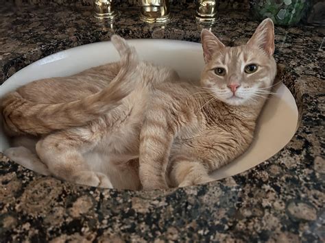 loki says hello to his fellow sink lovers r catsinsinks