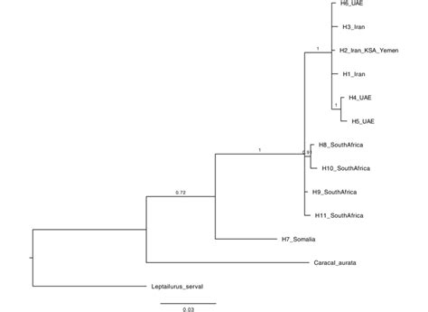 majority rule consensus phylogram cut off 0 7 from the bayesian
