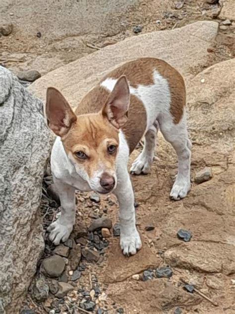 Mini Fox Terrier Foxy Foxie Puppy Dogs And Puppies Gumtree