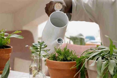 Level 3 Botany Diploma