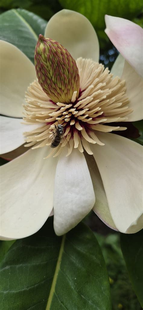 ბათუმის ბათუმის ბოტანიკური ბაღი Batumi Botanical Garden