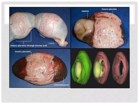 Histology Of Embryology Placenta Pdf