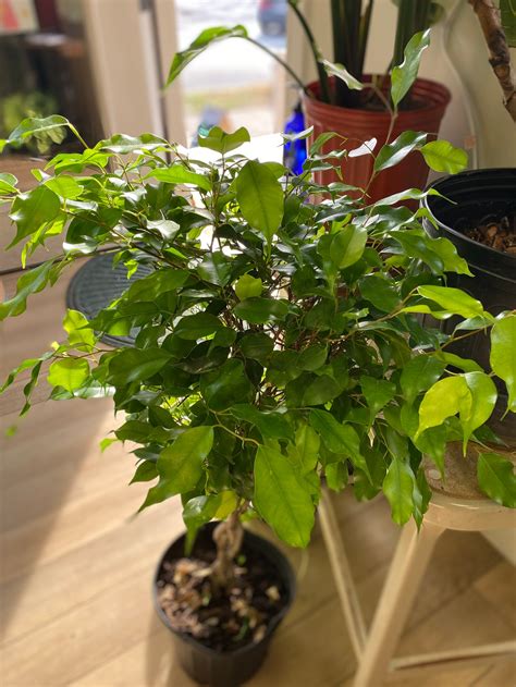 Ficus Benjamina Braid And Midnight Oak