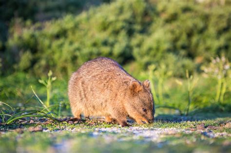 Quokka Wwf Australia