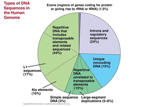 Genomes And Their Evolution Ppt Download