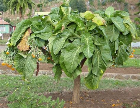 Dendroseris Litoralis The Cabbage Tree