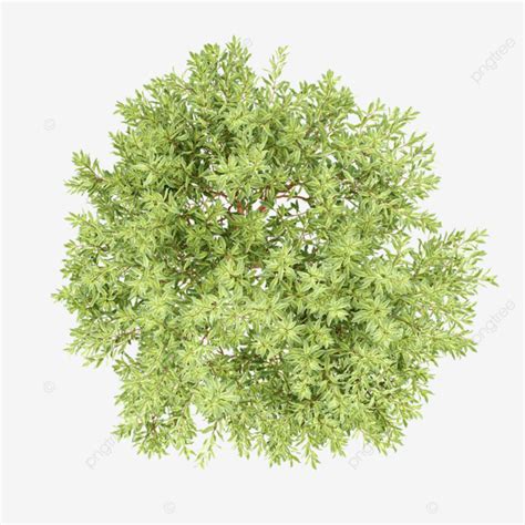 3d Rendering Of Koelreuteria Elegans Tree Top View Plant Outdoor