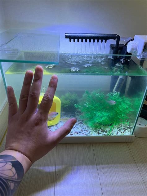 열대어 어항 여과기 또는 물잡이 지식in