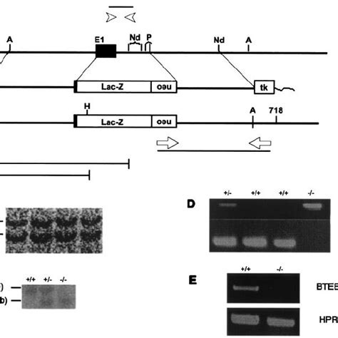 Mutation Of Mouse Bteb Gene A Outline Of Targeting Vector And