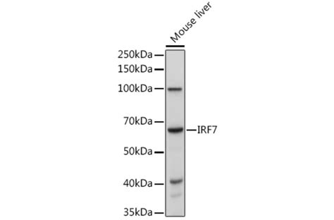 Anti Irf7 Antibody A12530