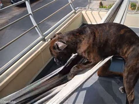 子犬「バランスが難しい…」ハンモックに苦戦するも自力で寝ることに成功（動画） らばq