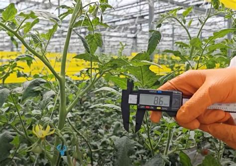why stem width matters agritechtomorrow