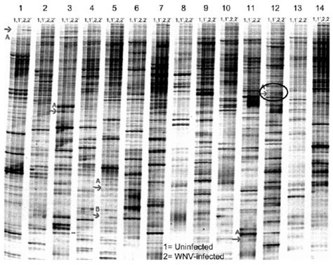 Results From The Fluorescent Differential Display Analysis Of The Gene