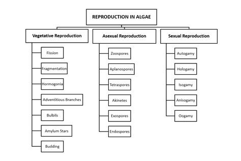 Reproduction In Algae And Their Life Cycle Bioquestonline