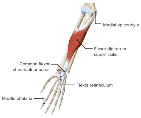 Forearm Anatomy Concise Medical Knowledge