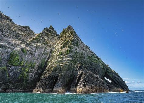 gannets nesting on little skellig island greeting card by dawid kalisinski