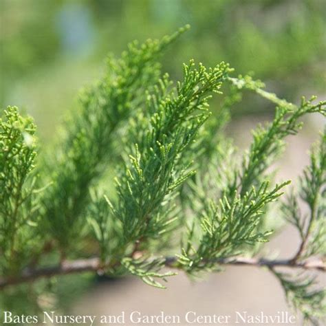 Topiary 6 Pompon Juniper X Pfitz Sea Green Pfitzer Juniper
