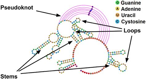figure 1 from jviz rna 4 0—visualizing pseudoknots and rna editing