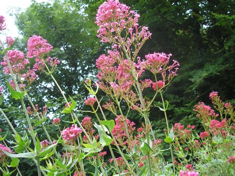 Photos3 061 By Ononskiwolf70 On Deviantart