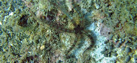 Ophiothrix Fragilis Species Profile Features And Distribution