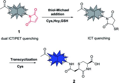 Design Rationale Of The Fluorescent Probe 1 For The Selective Turn On Download Scientific
