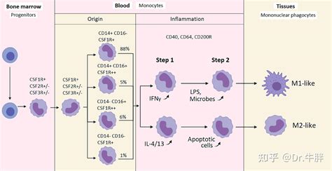 为什么游走到结缔组织的单核细胞会分化为巨噬细胞？ 知乎