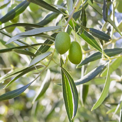 Olea Europaea Tendercare