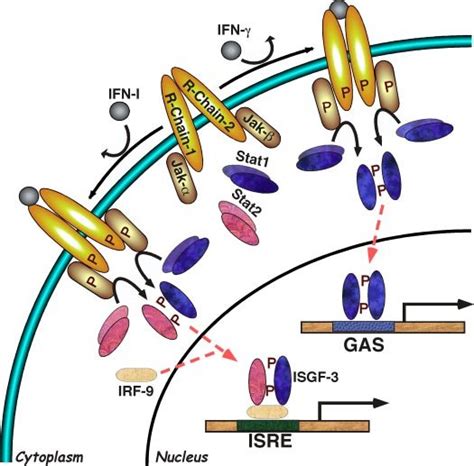 Model Of Ifn I And Ifn Dependent Jak Stat Signaling See Text For