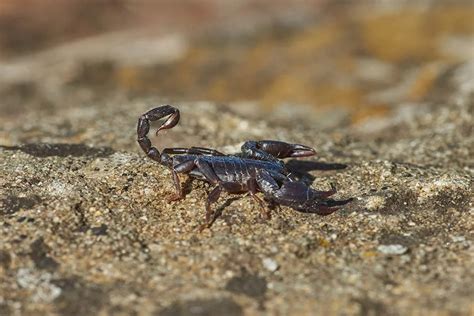 Arachnids Types And Characteristics Exploration Junkie