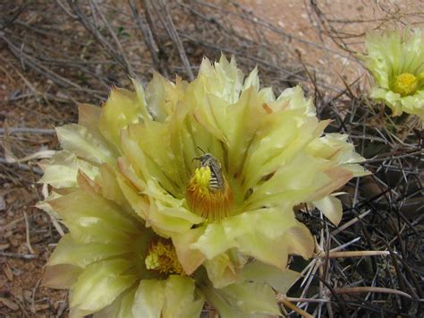Pima Pineapple Cactus Pima County Az