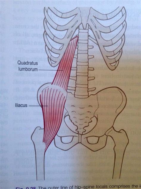 Ql And Iliacus Relate In Force Coupling Psoas Release Myofascial Release