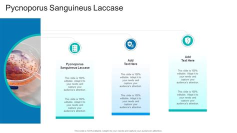 Pycnoporus Sanguineus Laccase In Ppt Powerpoint Presentation Slide Templates Cpp Ppt Example