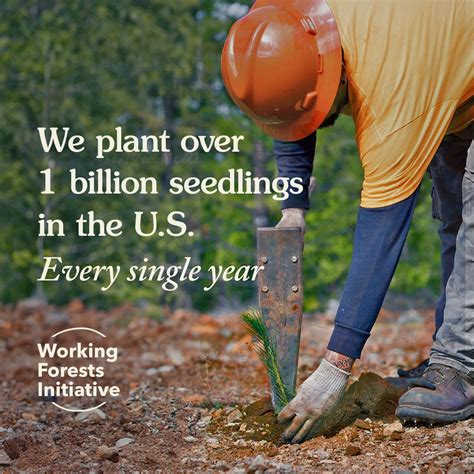 Working Forests Initiative On Linkedin Homepage Working Forests