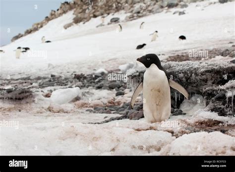 Adelie Penguin Pygoscelis Adeliae Paulet Island Erebus And Terror