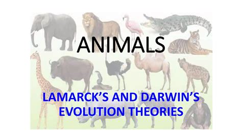 Darwin And Lamarck Evolution Theories Pptx