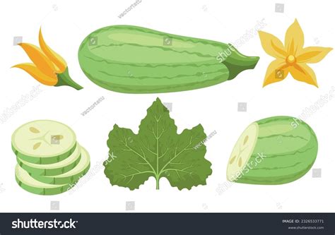 Squash Leaf Over 16112 Royalty Free Licensable Stock Illustrations