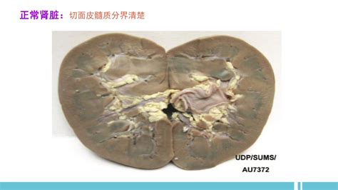 实验二细胞和组织的损伤与修复实验