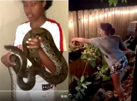 Brave Year Old Nabs Stray Python In Neighbor S Yard Video