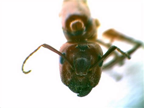 First Dissecting Microscope Photos Of Ants And Their Forage The Ant Farm And Myrmecology Forum
