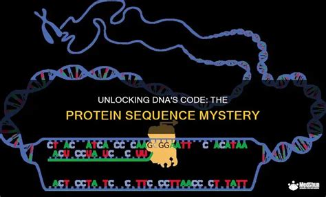 Unlocking Dnas Code The Protein Sequence Mystery Medshun