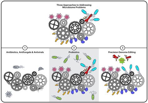 Precision Microbiome Editing 101 With Brady Cress And Ben Rubin