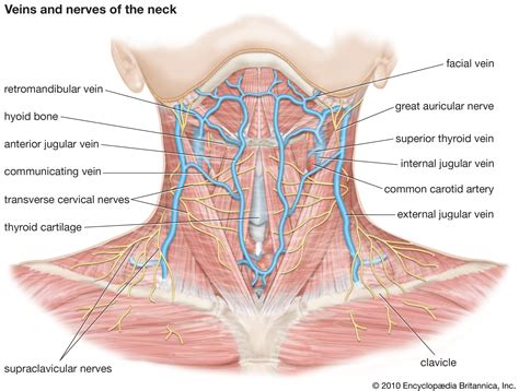 Hypothalamic Hypophyseal Portal Circulation Physiology Britannica