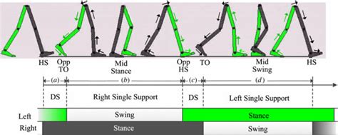 Stance And Swing Phase During A Single Gait Cycle Qizr