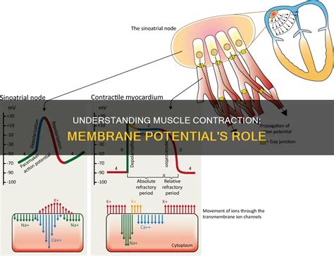 Understanding Muscle Contraction Membrane Potentials Role Cyvigor